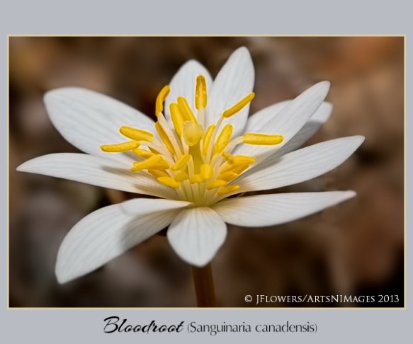 Bloodroot Flower Meaning