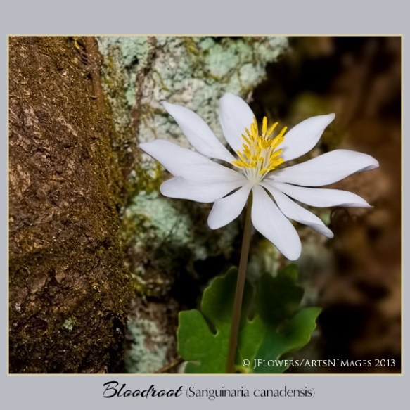 Bloodroot Flower Meaning