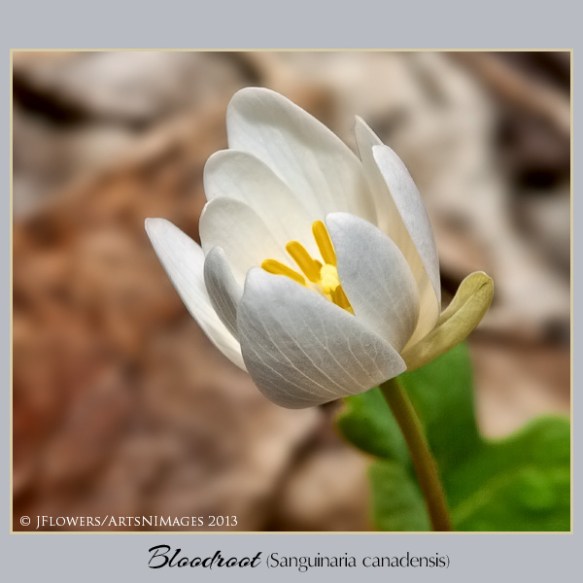 Bloodroot Flower Meaning