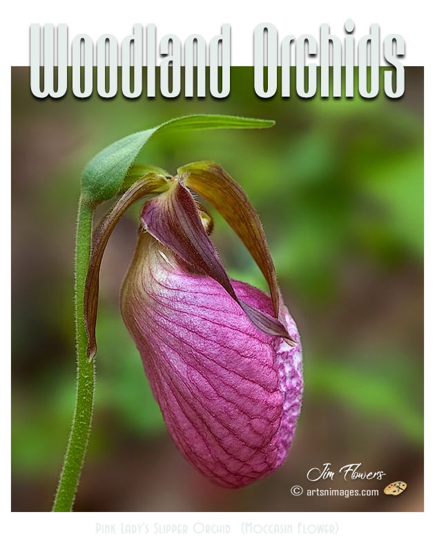 Birds and Blooms | A Celebration of Our Natural World through Stories ...
